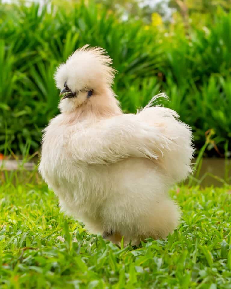 Top 12 Chickens That Lay Pink Eggs (With Pictures!)