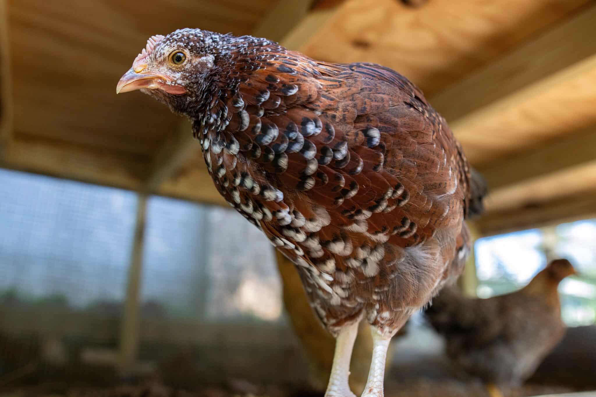Speckled Sussex: Chicken Breed Profile, Pictures & Facts