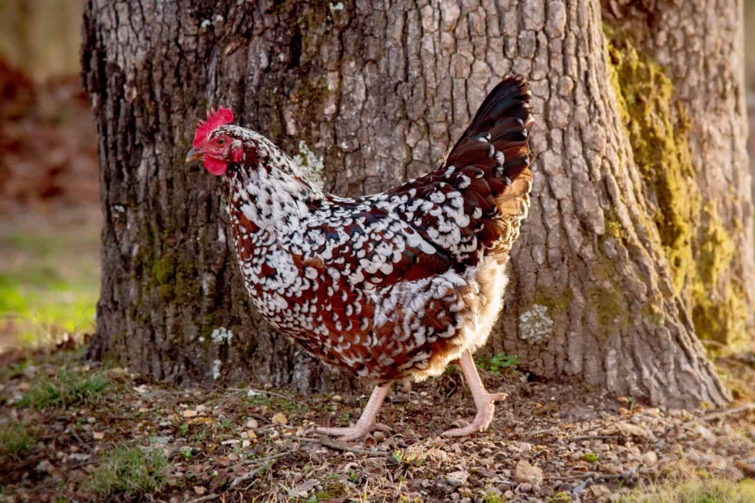 Speckled Sussex: Chicken Breed Profile, Pictures & Facts