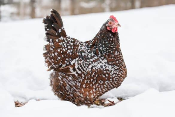 12 Chickens That Lay Green Eggs (With Pictures!)