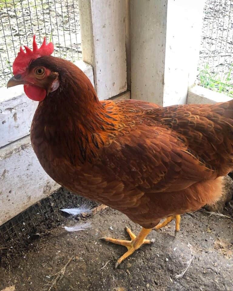 Starlight Green Egger: Breed Profile, Facts & Pictures