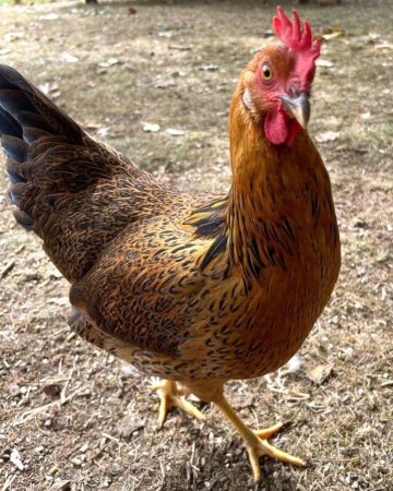Starlight Green Egger: Breed Profile, Facts & Pictures