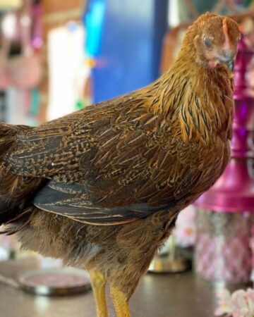 Starlight Green Egger: Breed Profile, Facts & Pictures