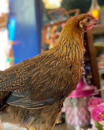 Starlight Green Egger: Breed Profile, Facts & Pictures