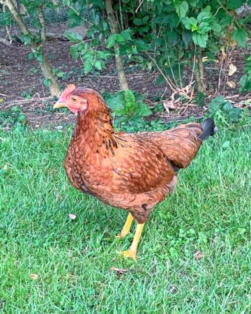 Starlight Green Egger: Breed Profile, Facts & Pictures