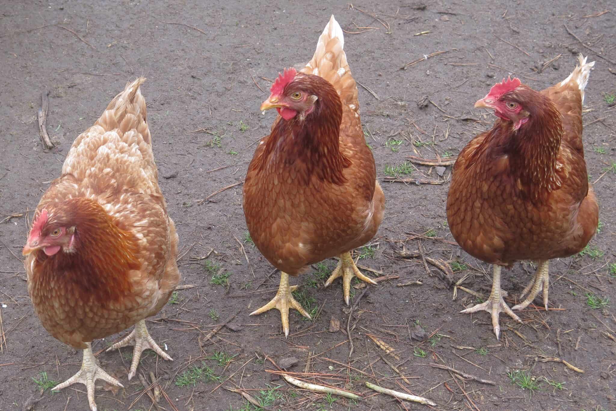 ISA Brown Chicken: Breed Profile, Facts & Pictures