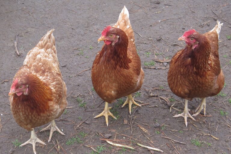 ISA Brown Chicken: Breed Profile, Facts & Pictures