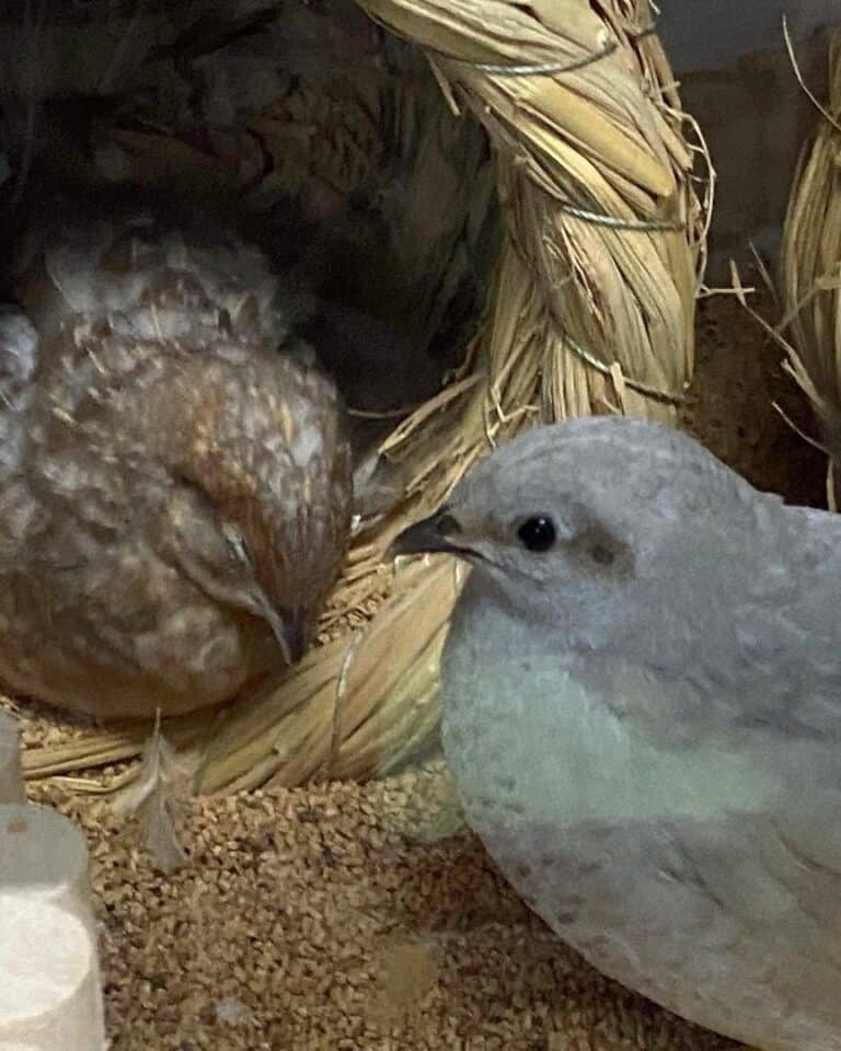 Rutin Chicken: Breed Profile & Facts (With Pictures!)