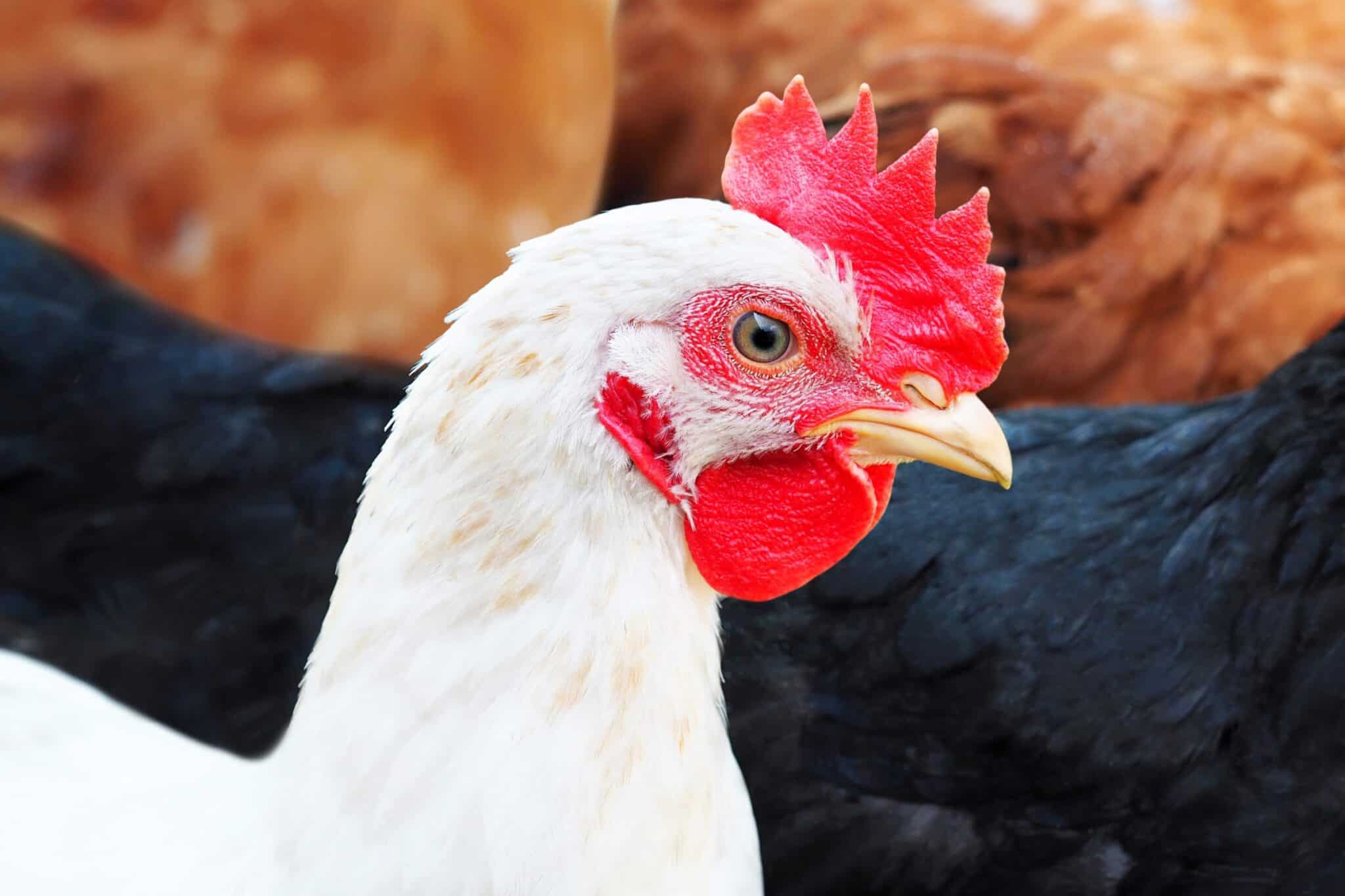 Black Spots on Chicken Comb: Top 15 Causes & What to Do