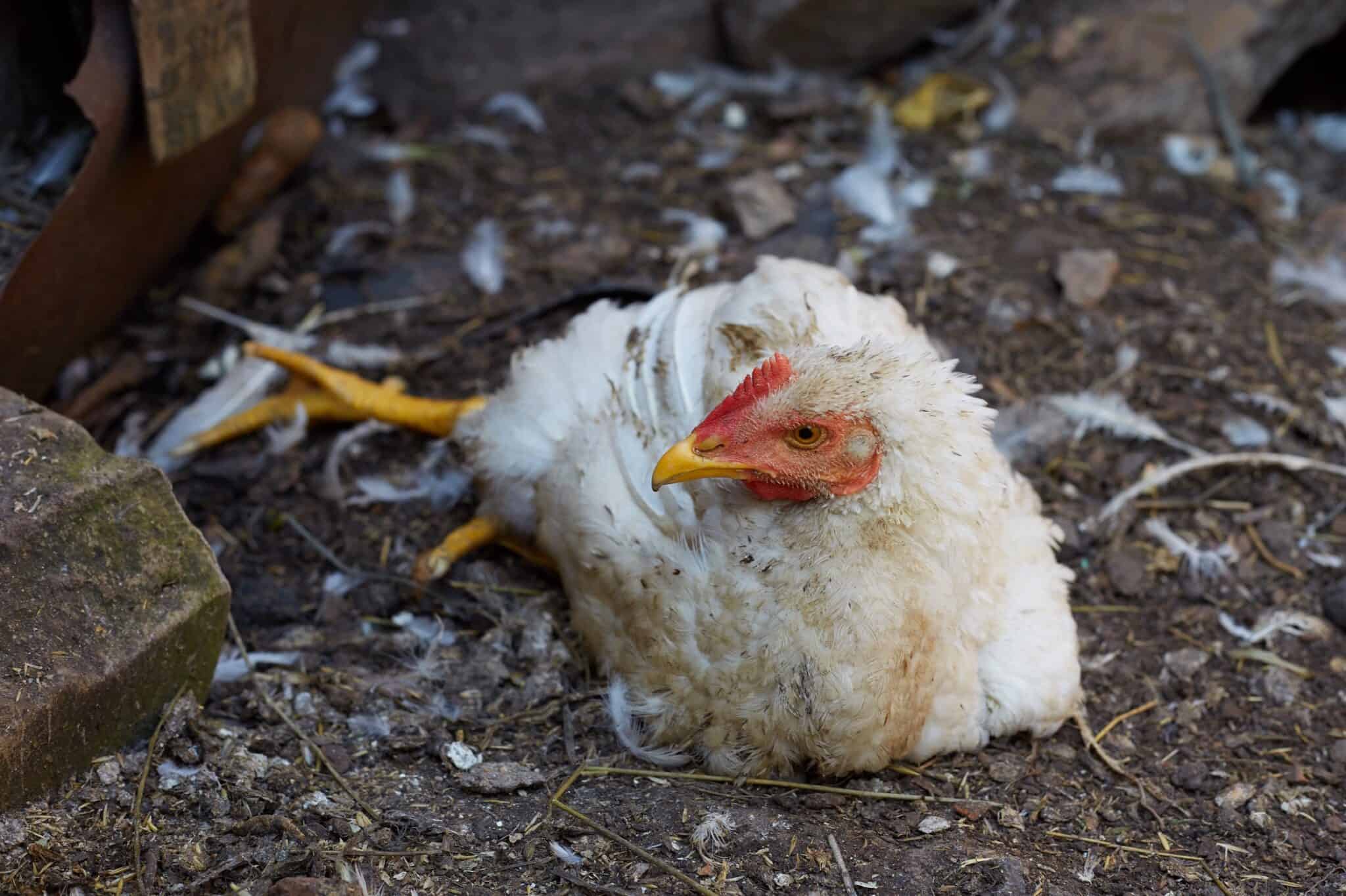 Corid for Chickens: Dosage Guidelines for Coccidiosis