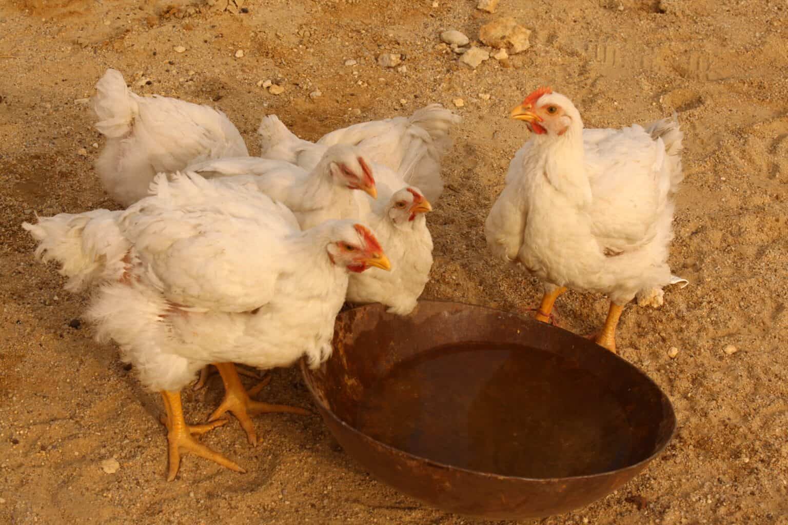 Corid for Chickens: Dosage Guidelines for Coccidiosis