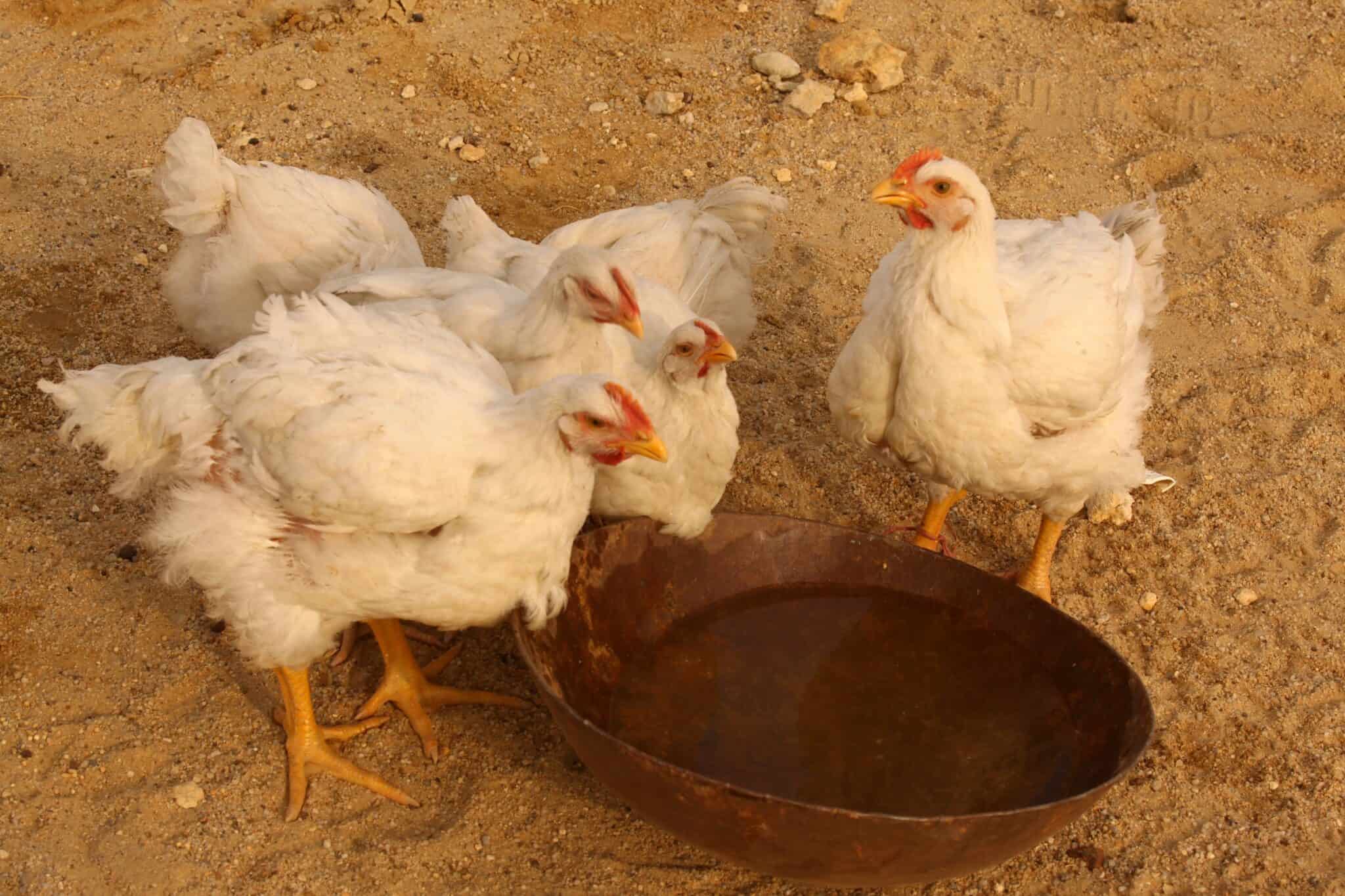 Corid for Chickens: Dosage Guidelines for Coccidiosis