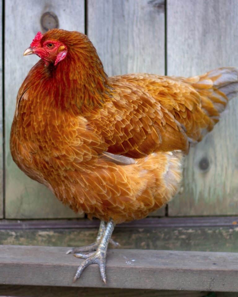 17 Chickens That Lay Blue Eggs