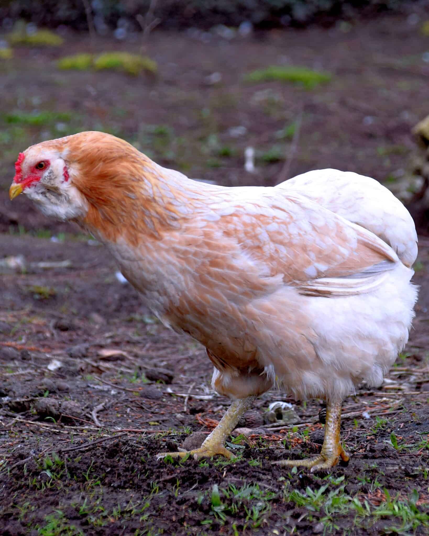 17 Chickens That Lay Blue Eggs