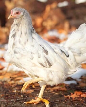 17 Chickens That Lay Blue Eggs