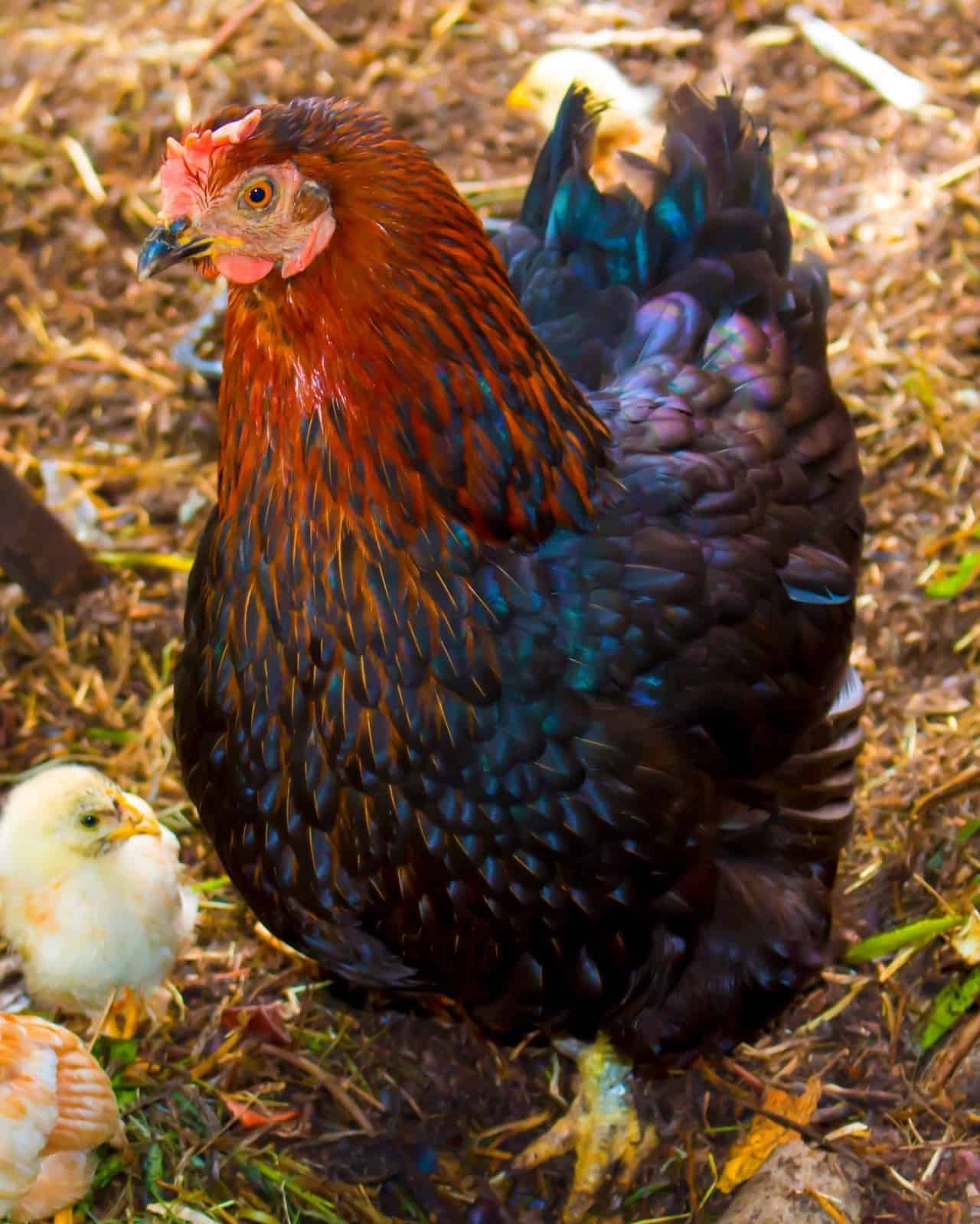What Are Sex Link Chickens A Comprehensive Guide