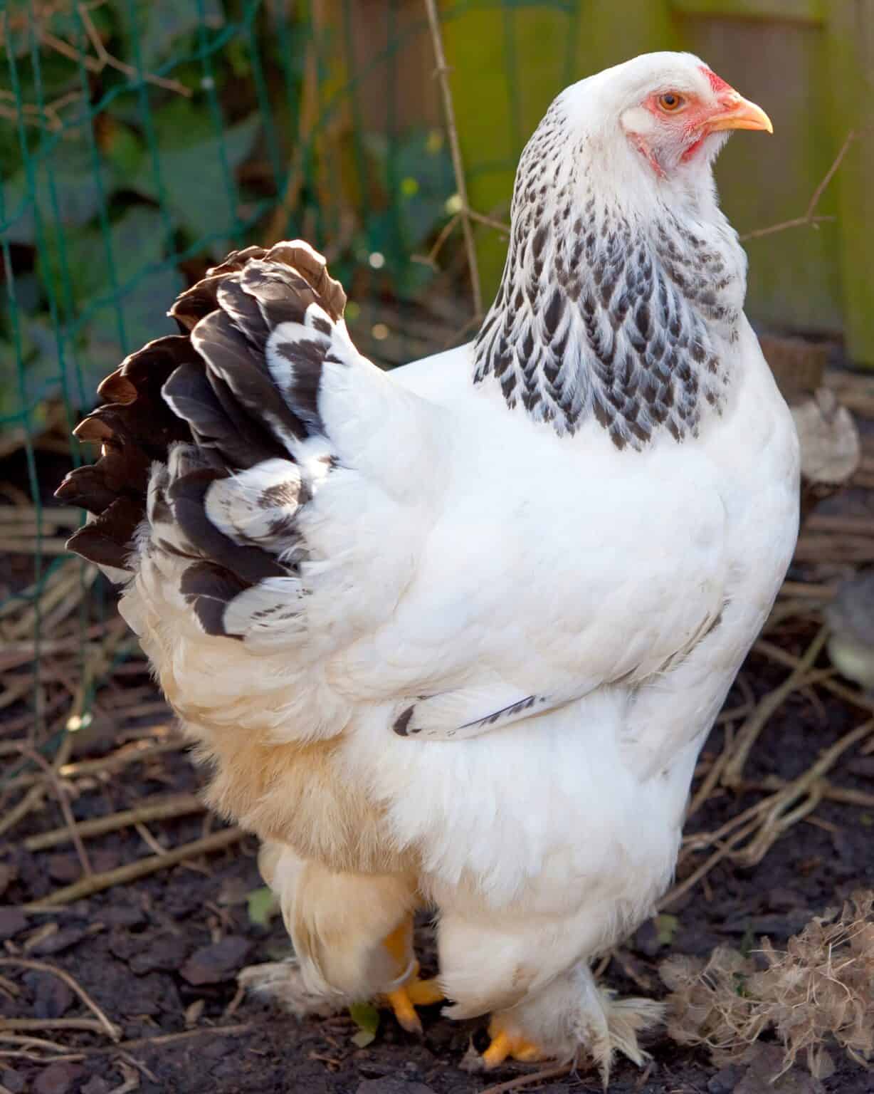 22 Best Meat Chickens to Raise in Your Backyard