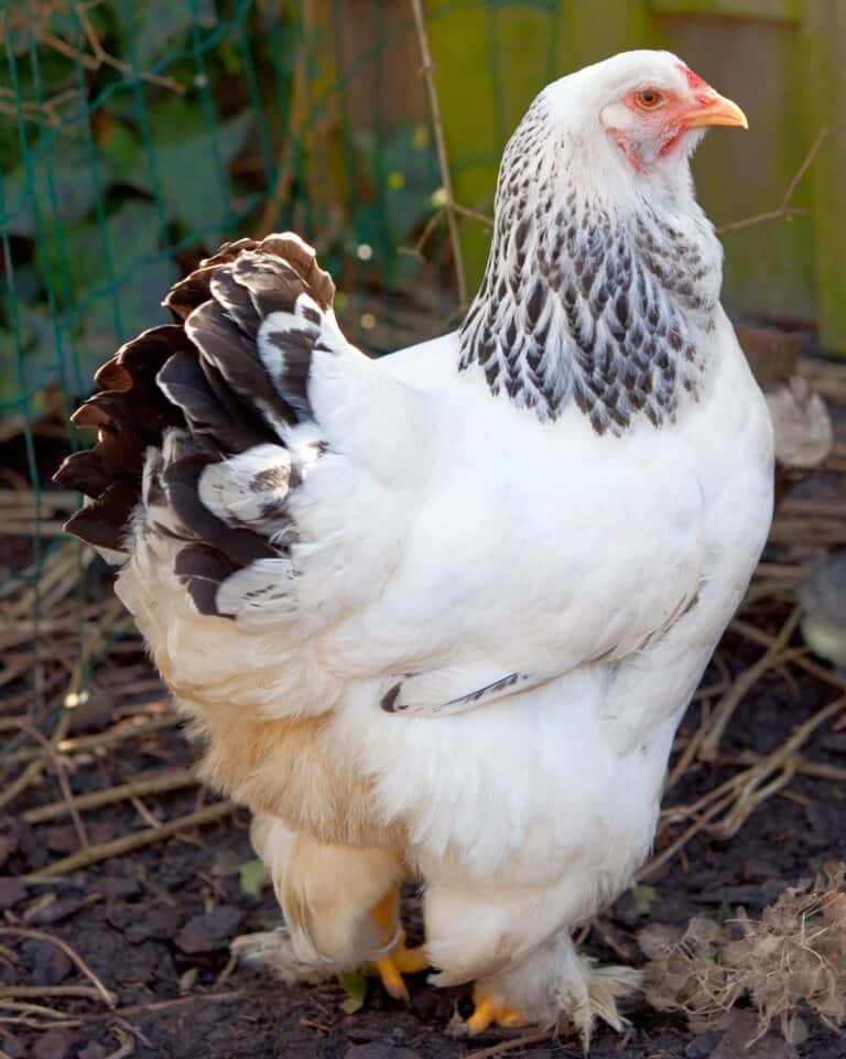 22 Best Meat Chickens to Raise in Your Backyard