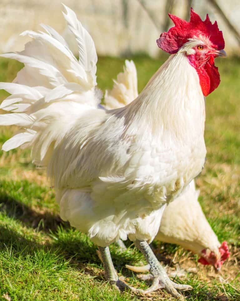 22 Best Meat Chickens to Raise in Your Backyard