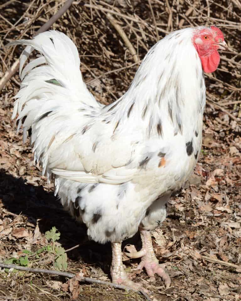 22 Best Meat Chickens to Raise in Your Backyard