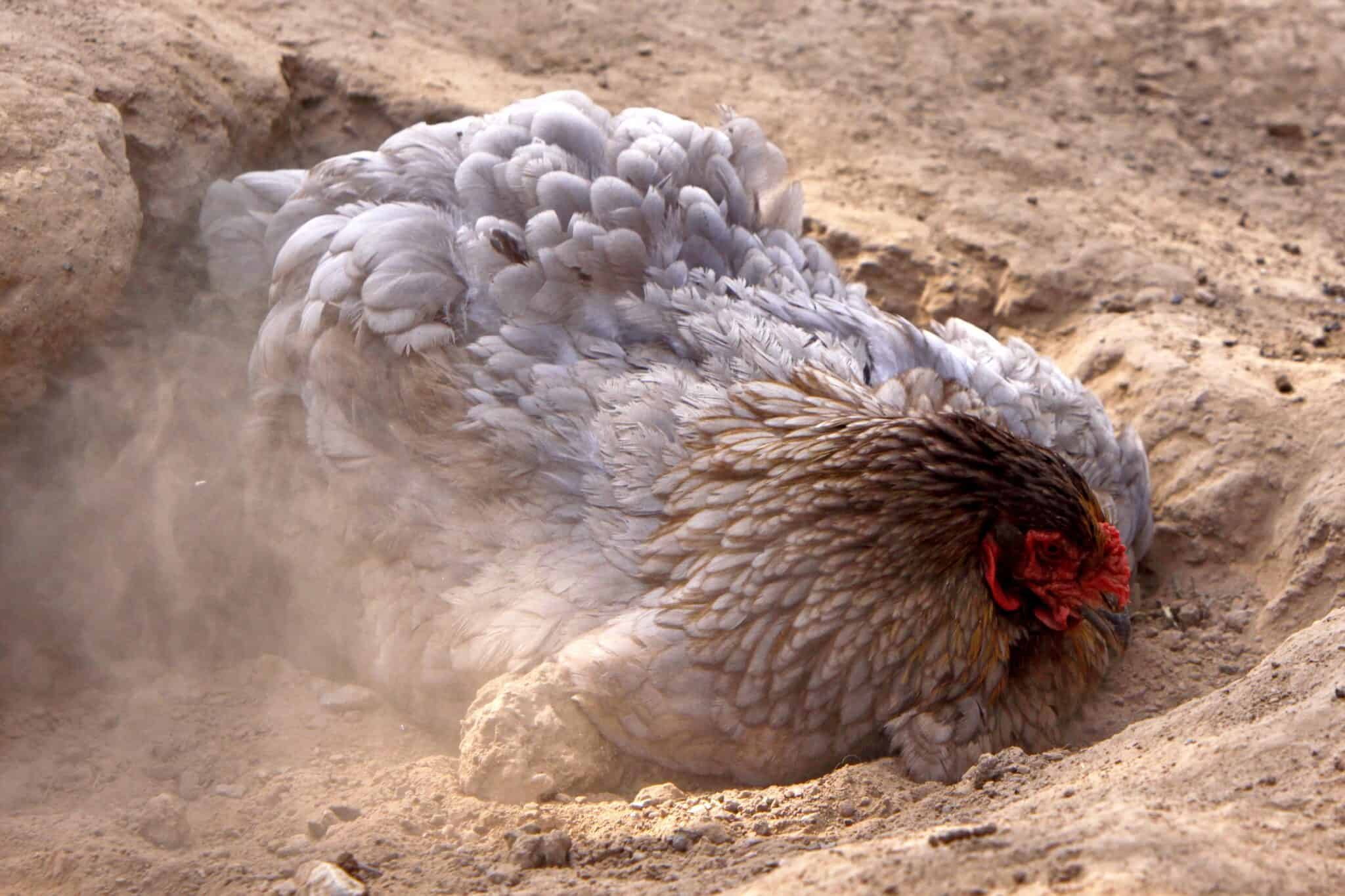 How to Make a Chicken Dust Bath (A Step-by-Step Guide)