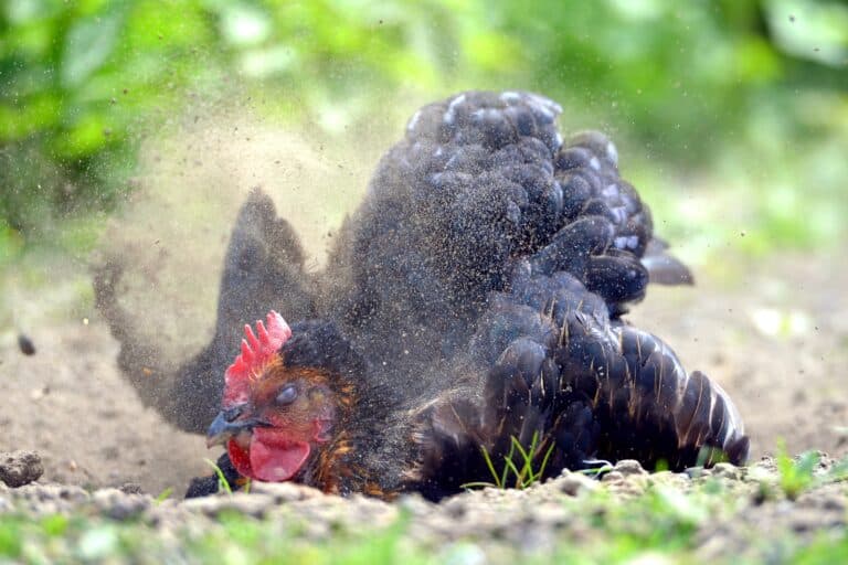 How to Make a Chicken Dust Bath (A Step-by-Step Guide)