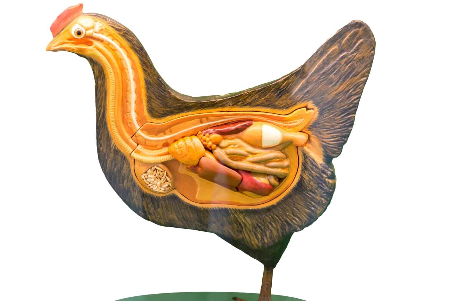 Where Exactly Does the Egg Come Out of a Chicken?