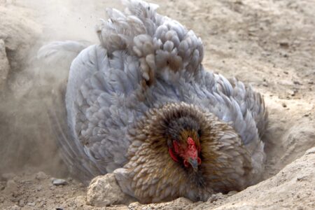 How to Make a Chicken Dust Bath (A Step-by-Step Guide)