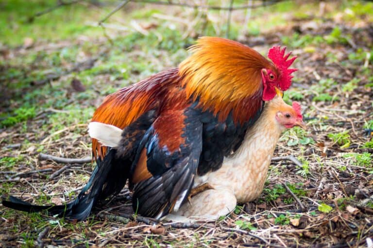 How Do Chickens Mate? - Chicken Mating Explained