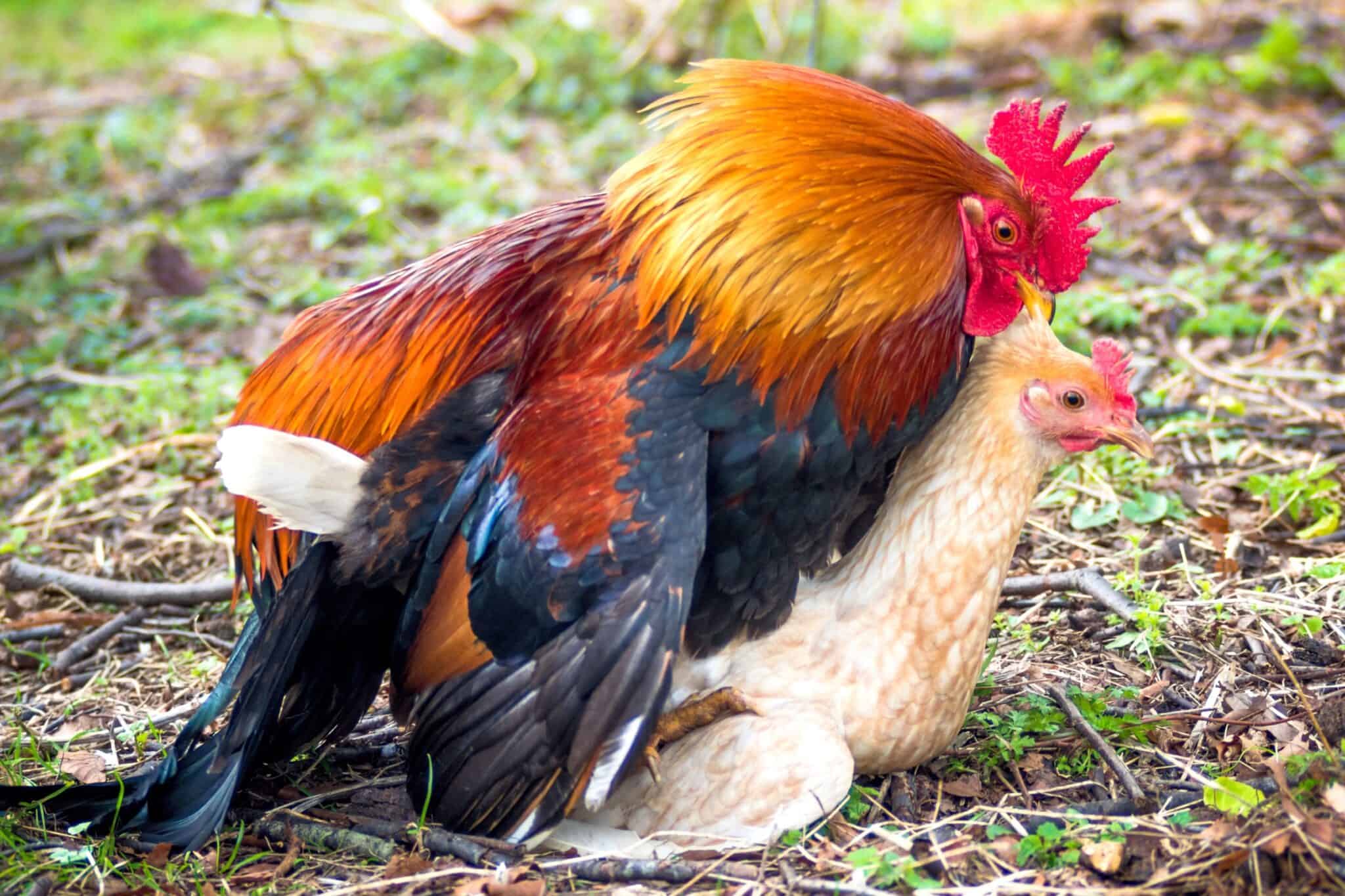 Where Exactly Does the Egg Come Out of a Chicken?