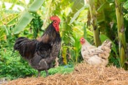 How Do Chickens Mate? - Chicken Mating Explained