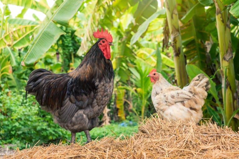 How Do Chickens Mate? - Chicken Mating Explained