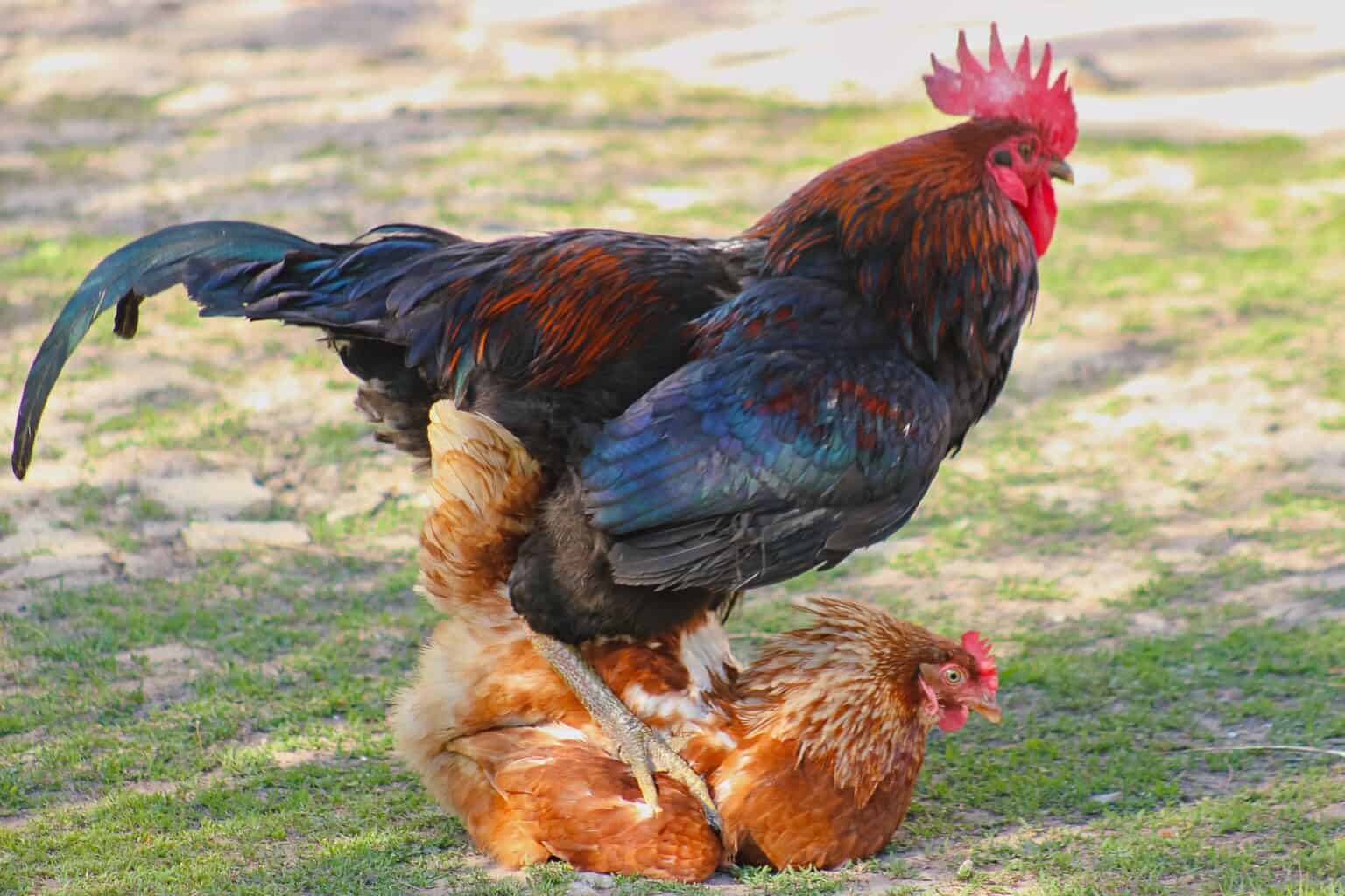 How Do Chickens Mate? - Chicken Mating Explained