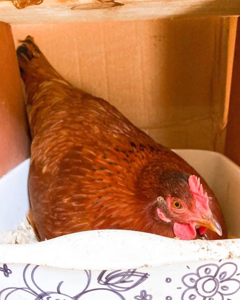 Cinnamon Queen Chicken: Breed Profile & Information
