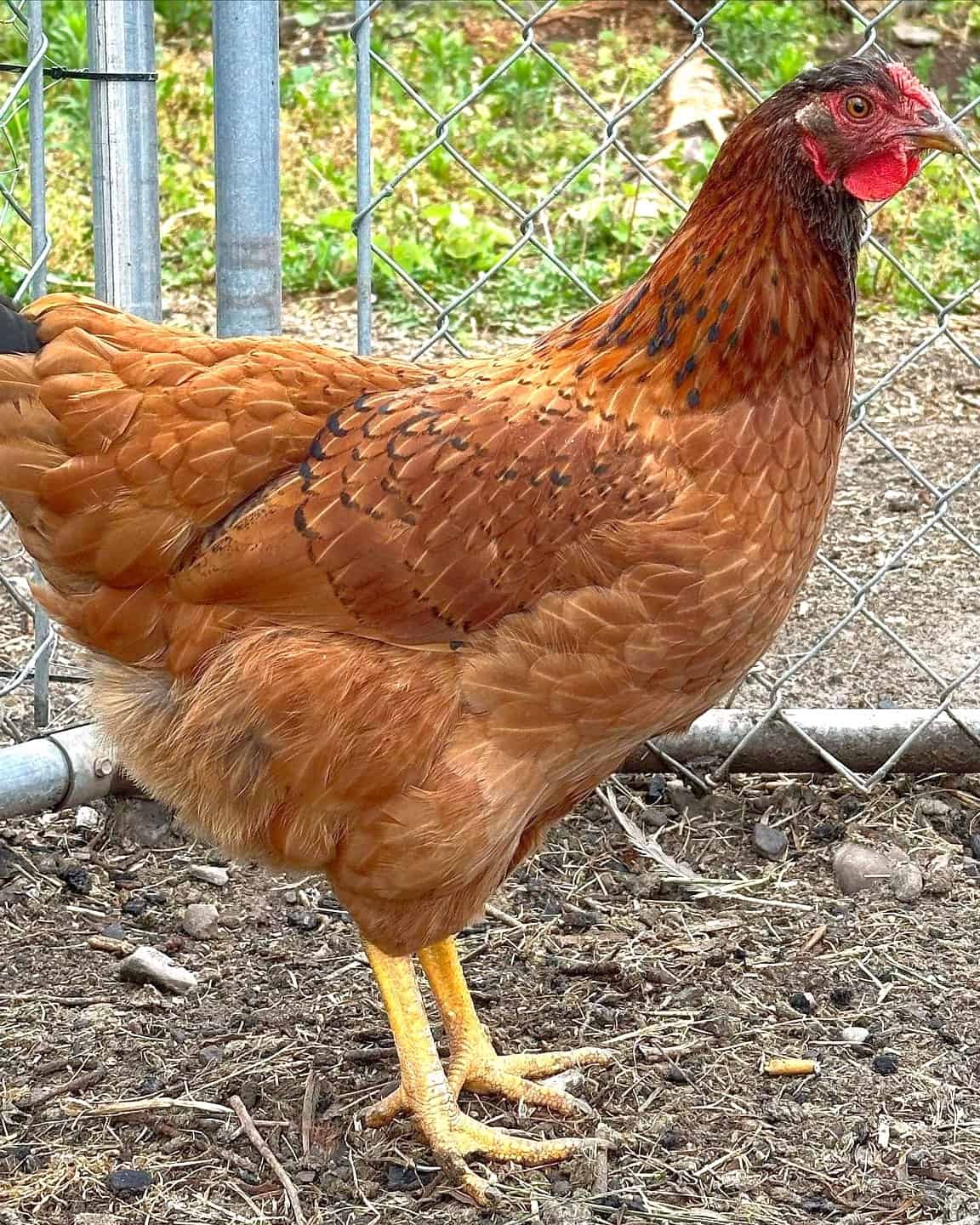 Cinnamon Queen Chicken: Breed Profile & Information