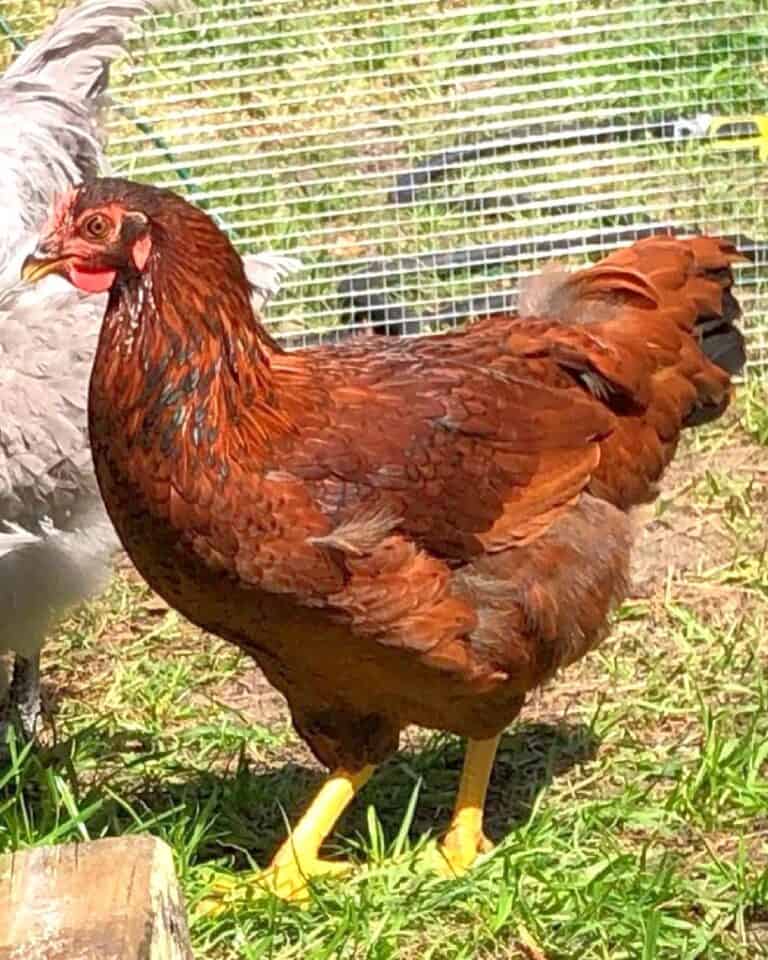 Cinnamon Queen Chicken: Breed Profile & Information