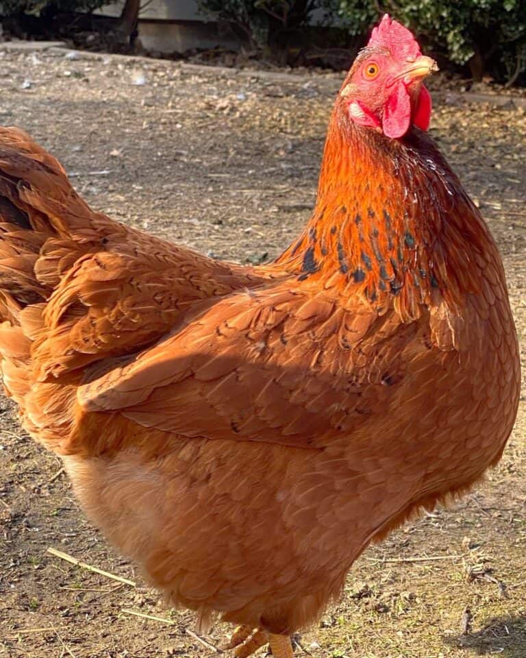 Cinnamon Queen Chicken: Breed Profile & Information