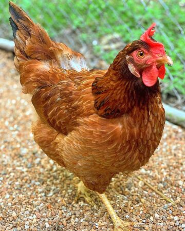 Cinnamon Queen Chicken: Breed Profile & Information