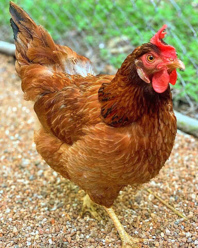 Cinnamon Queen Chicken: Breed Profile & Information