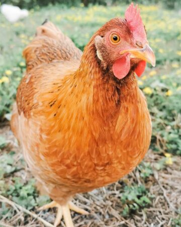 Cinnamon Queen Chicken: Breed Profile & Information