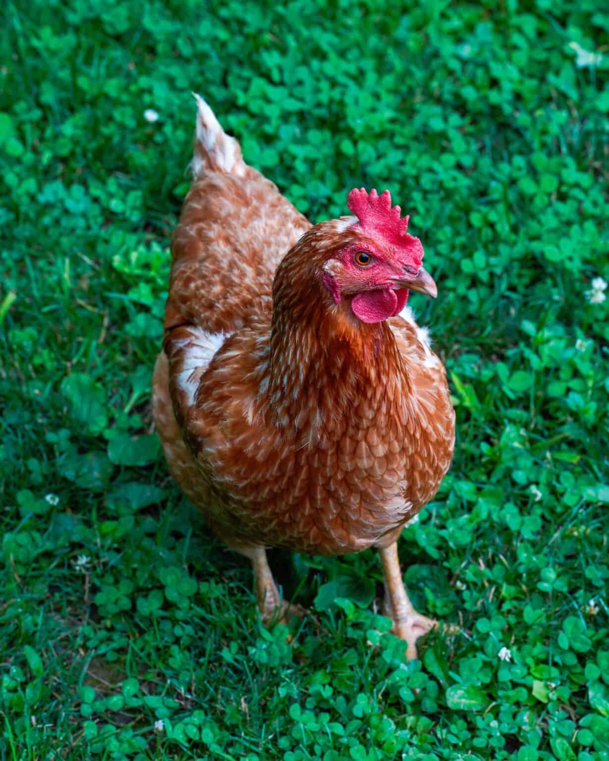 What Are Sex Link Chickens? - A Comprehensive Guide
