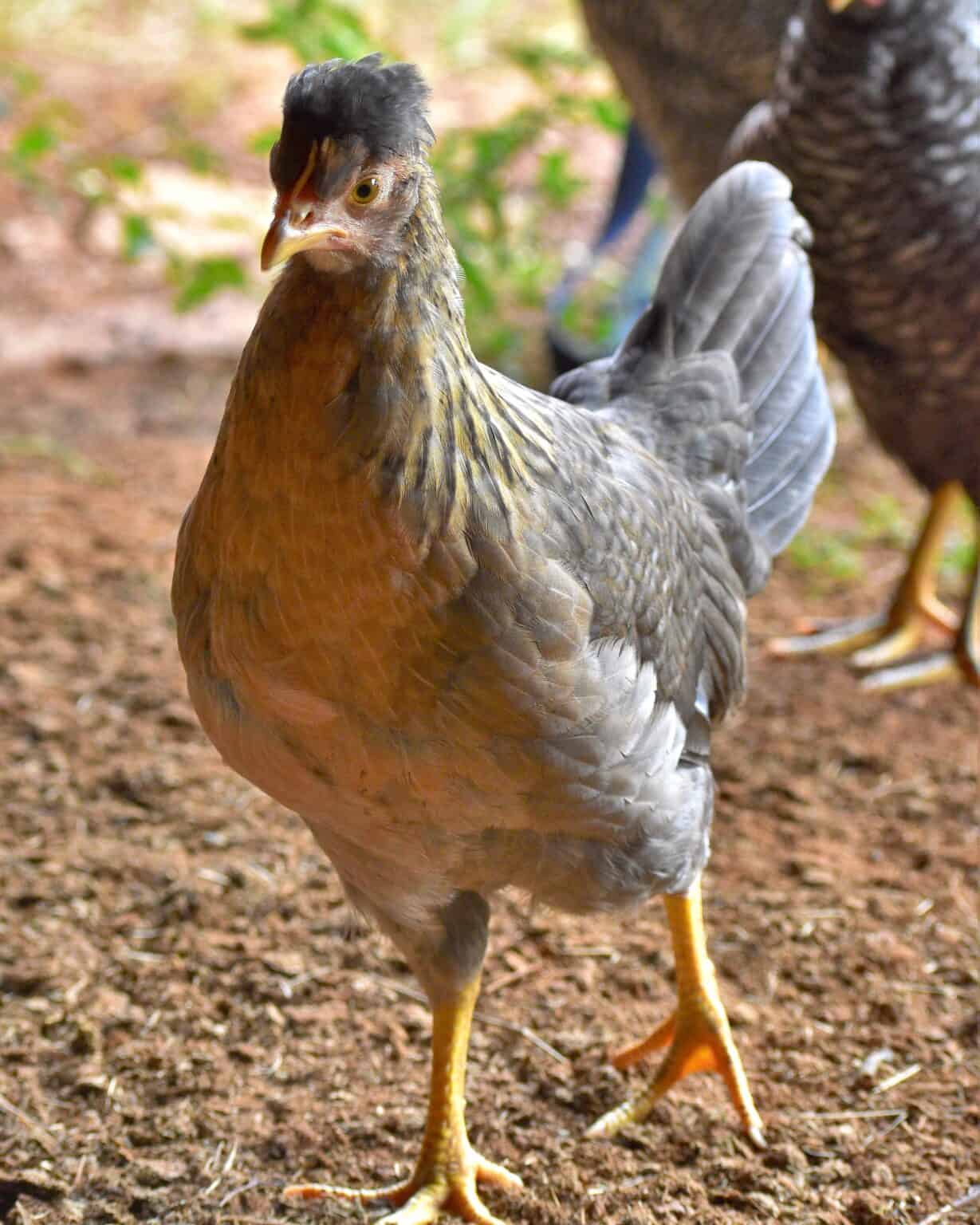 17 Chickens That Lay Blue Eggs