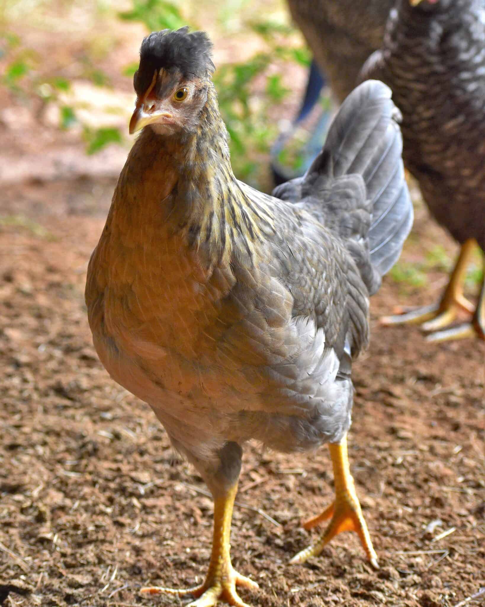 17 Chickens That Lay Blue Eggs