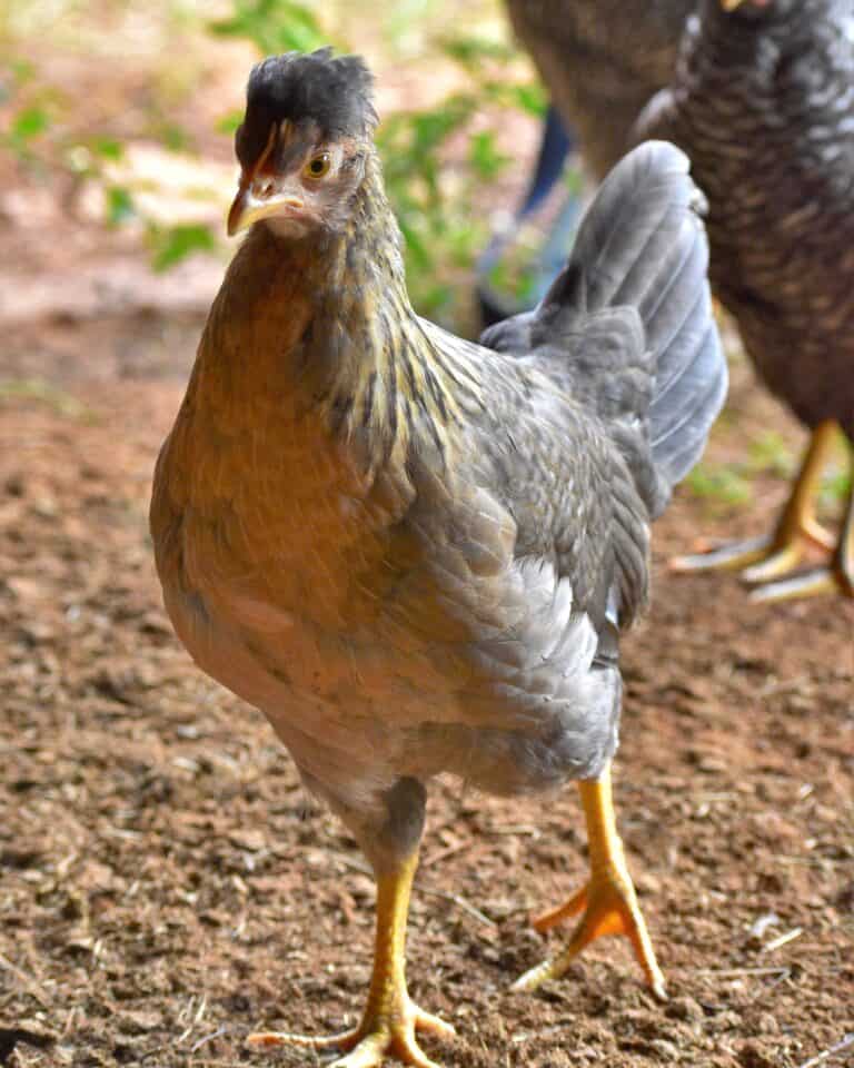 17 Chickens That Lay Blue Eggs