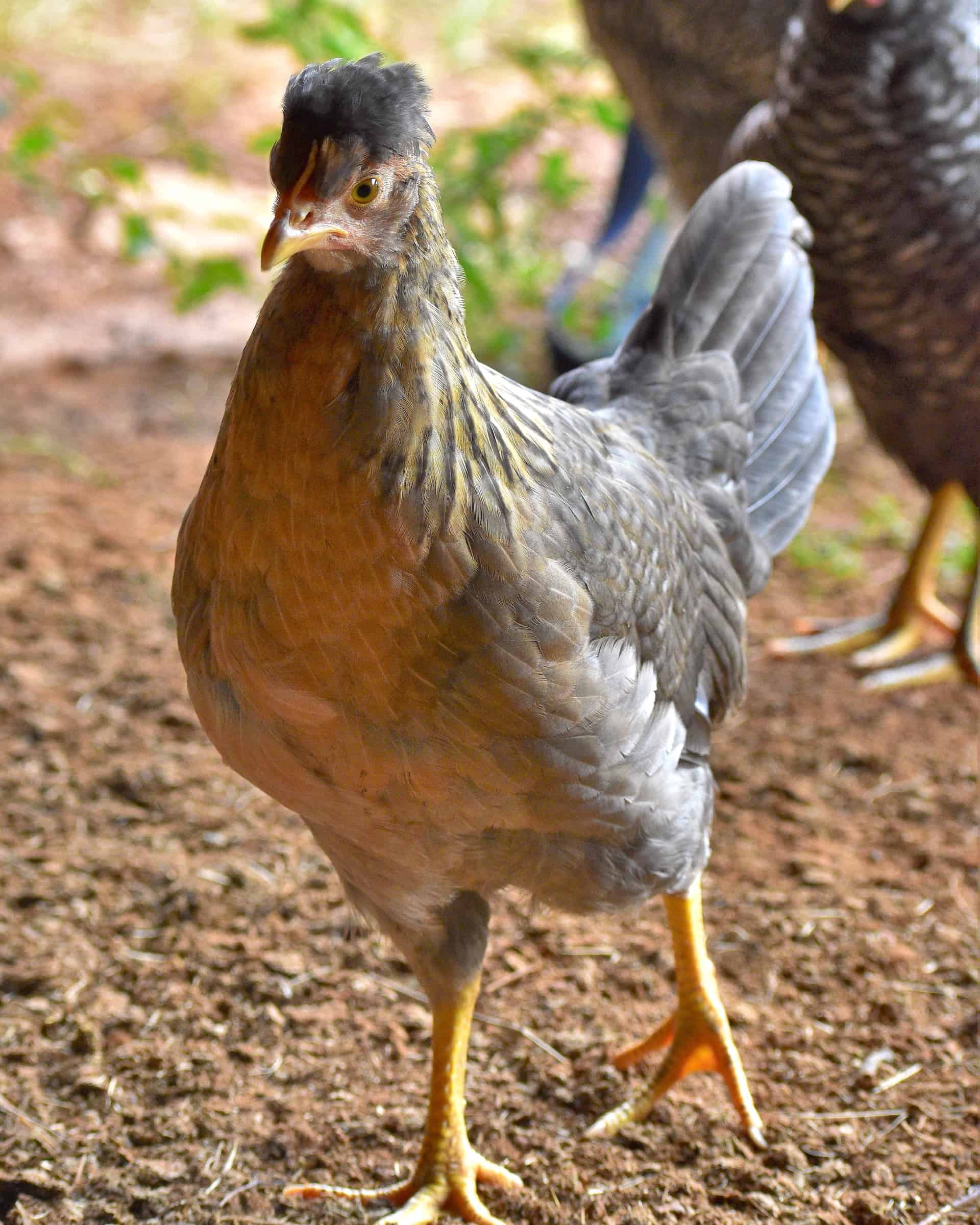 17 Chickens That Lay Blue Eggs