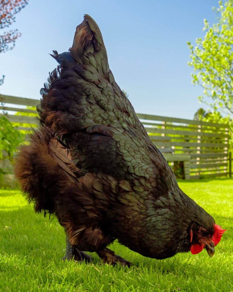 22 Best Meat Chickens to Raise in Your Backyard