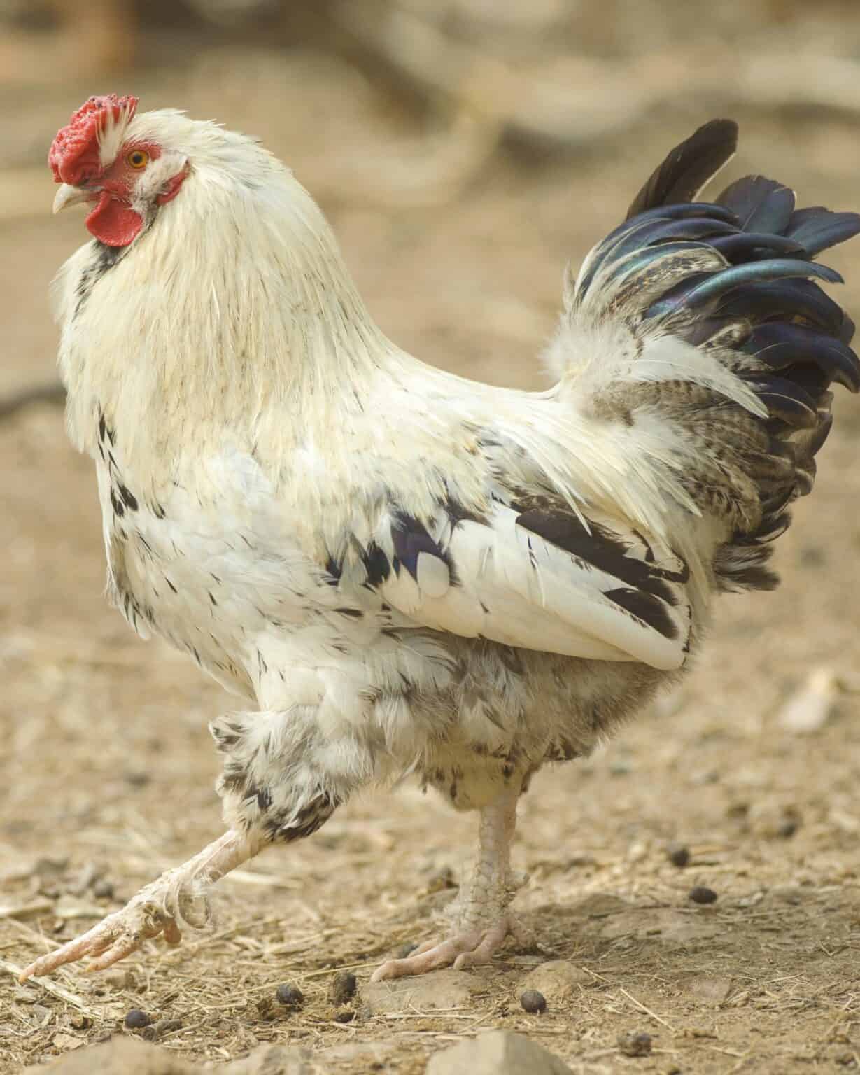 22 Best Meat Chickens to Raise in Your Backyard