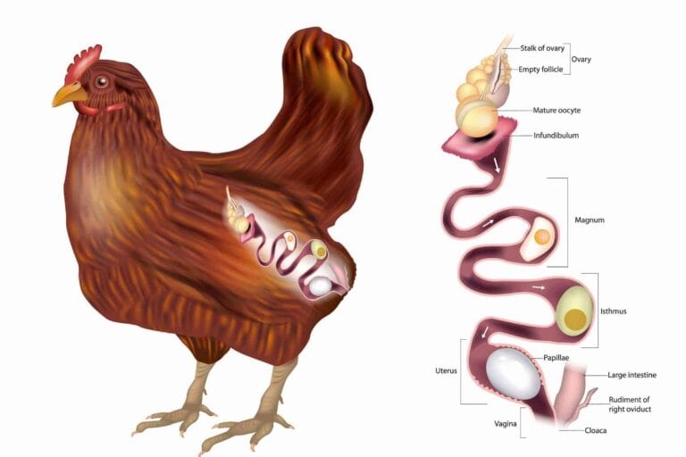 Where Exactly Does the Egg Come Out of a Chicken?
