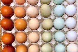 Chicken Egg Colors Chart (By Egg Color & By Breed)