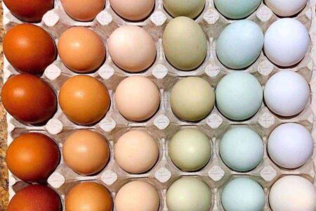 Chicken Egg Colors Chart (By Egg Color & By Breed)